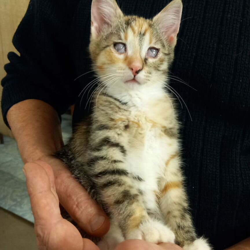 Котёнок