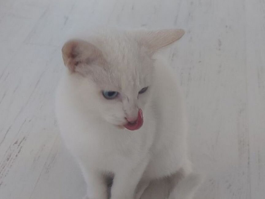 Кошки породистые бесплатно