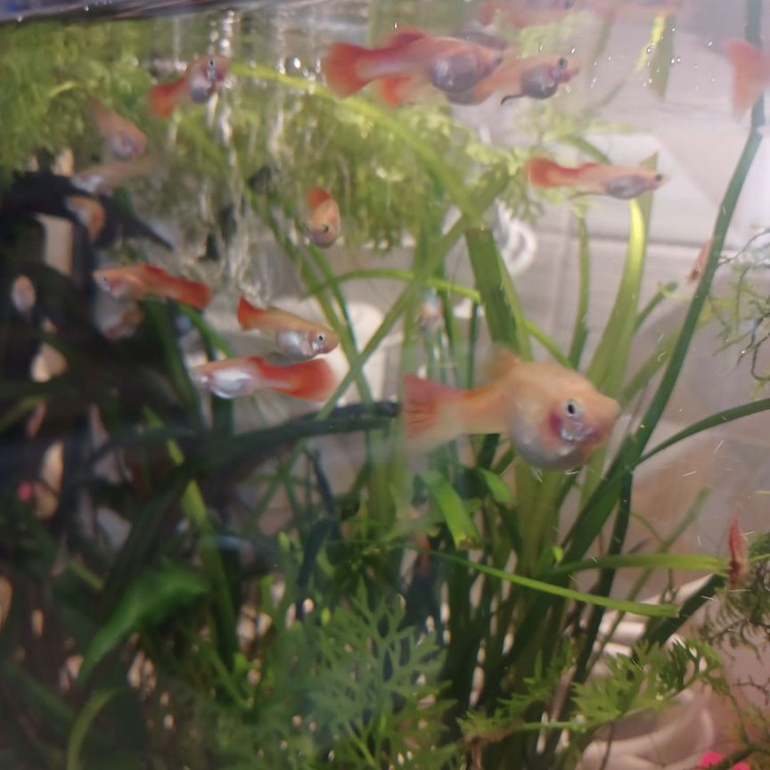 Гуппи чистая линия,Красный блондин