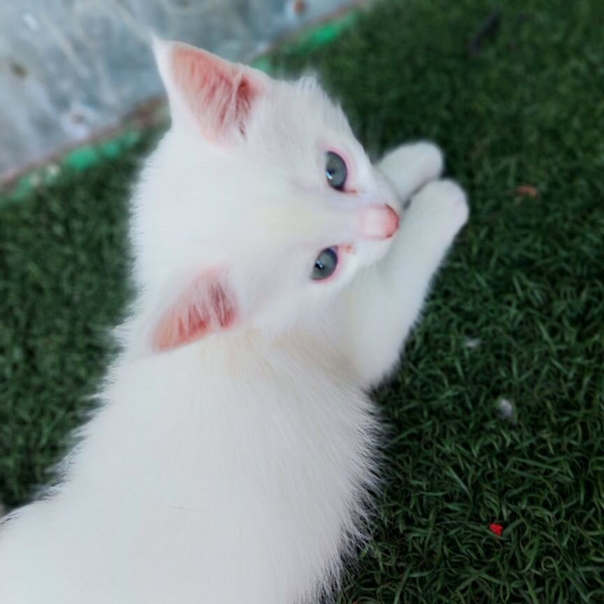 Котята в добрые руки даром