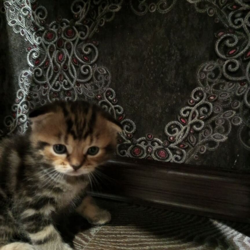 Шотландская