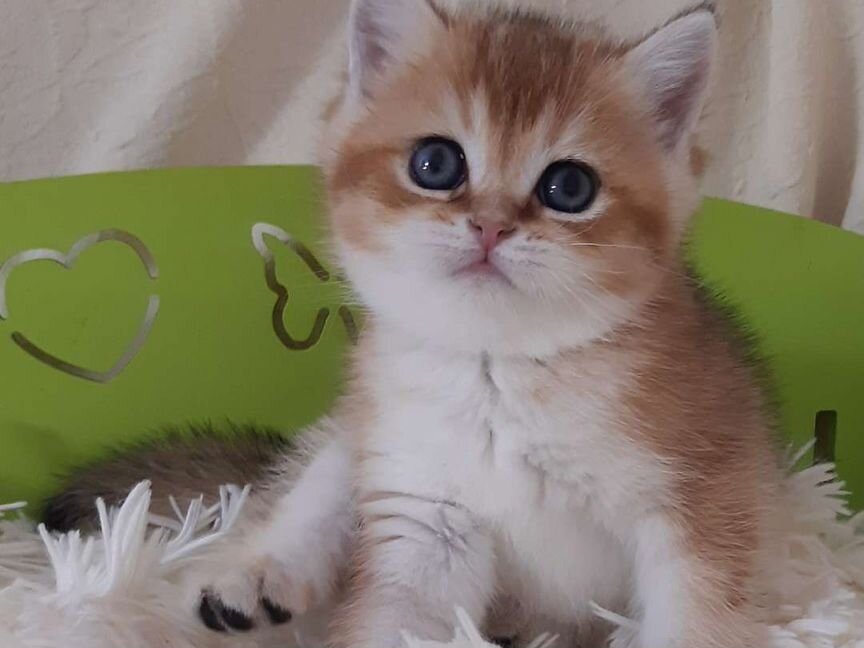 Шотландская прямоухая котята