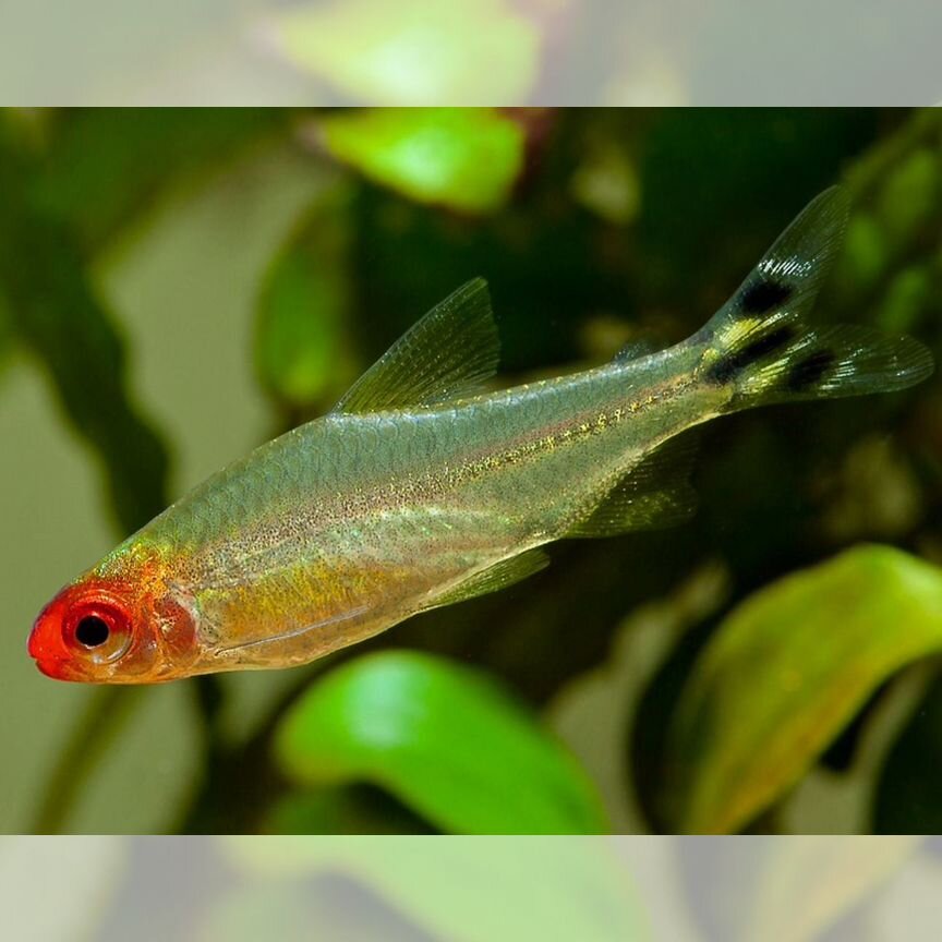 Родостомус. Возможна доставка