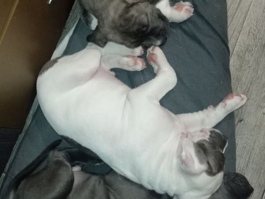 Амстафф щенки мальчики