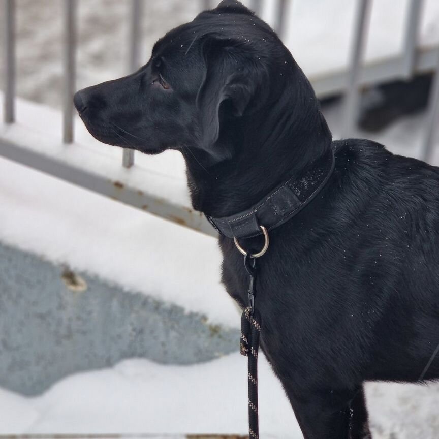 Метис лабрадора