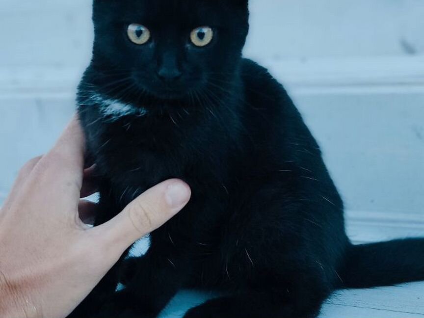 Кошка в дар бесплатно