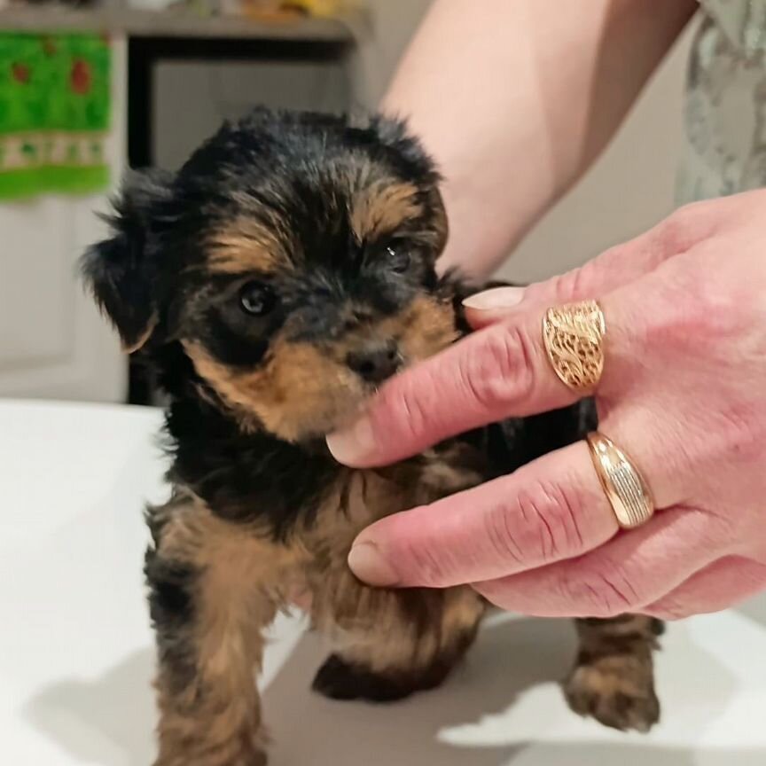 Йоркширский терьер