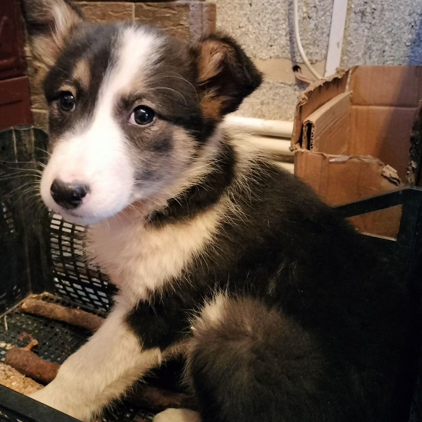 Щенок в добрые руки