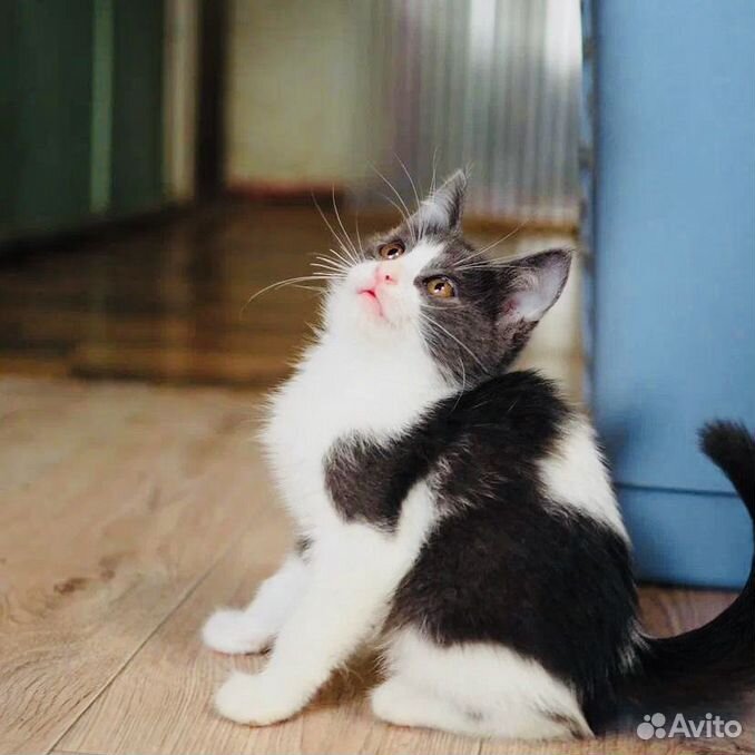 Котенок Сёма спасенный с улицы ищет дом