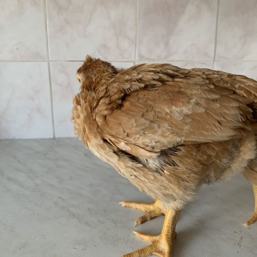 Цветной бройлер редбро