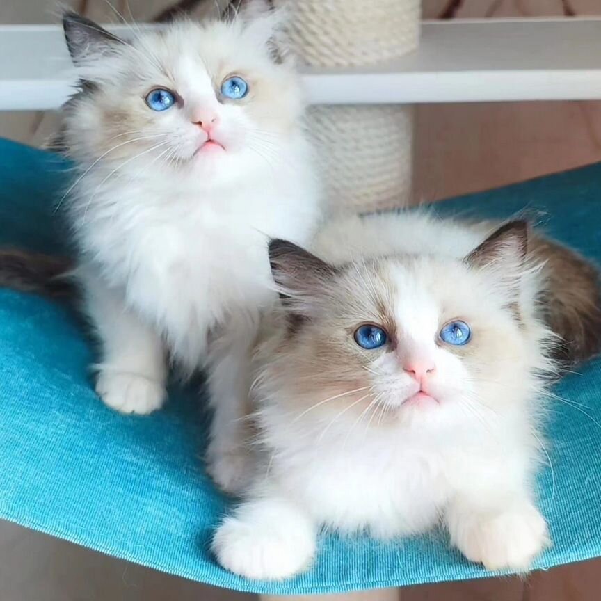 Рэгдолл котёнок