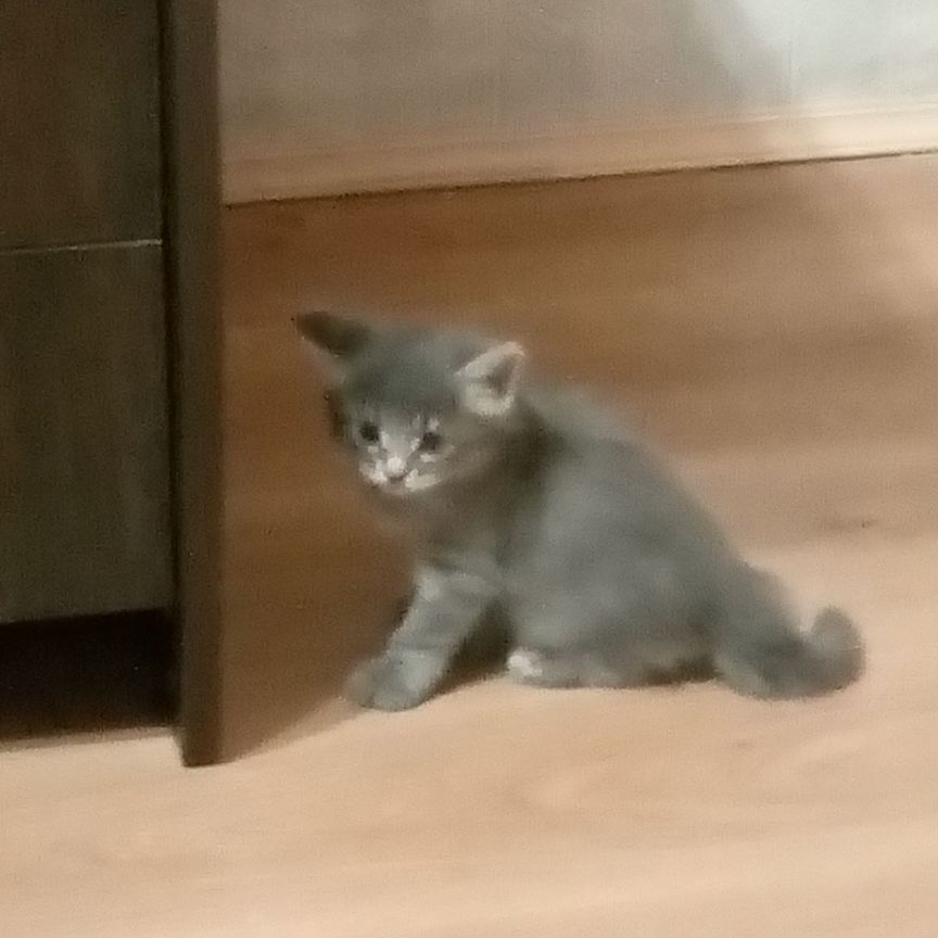 Котята