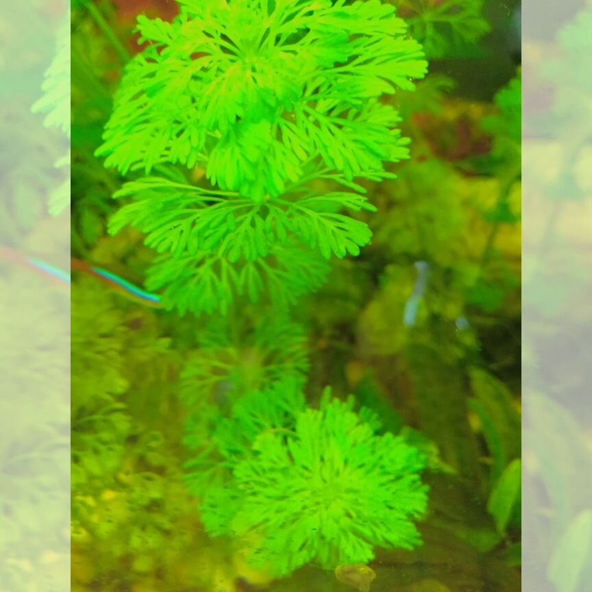 Аквариумные растения, улитки