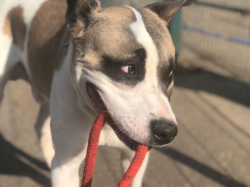 Активная молодая собака компаньон бесплатно