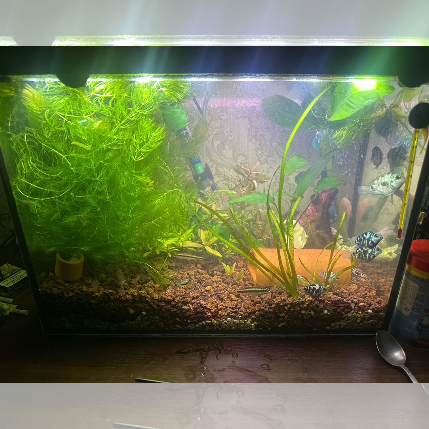 Аквариумные рыбки сапфировый попгай