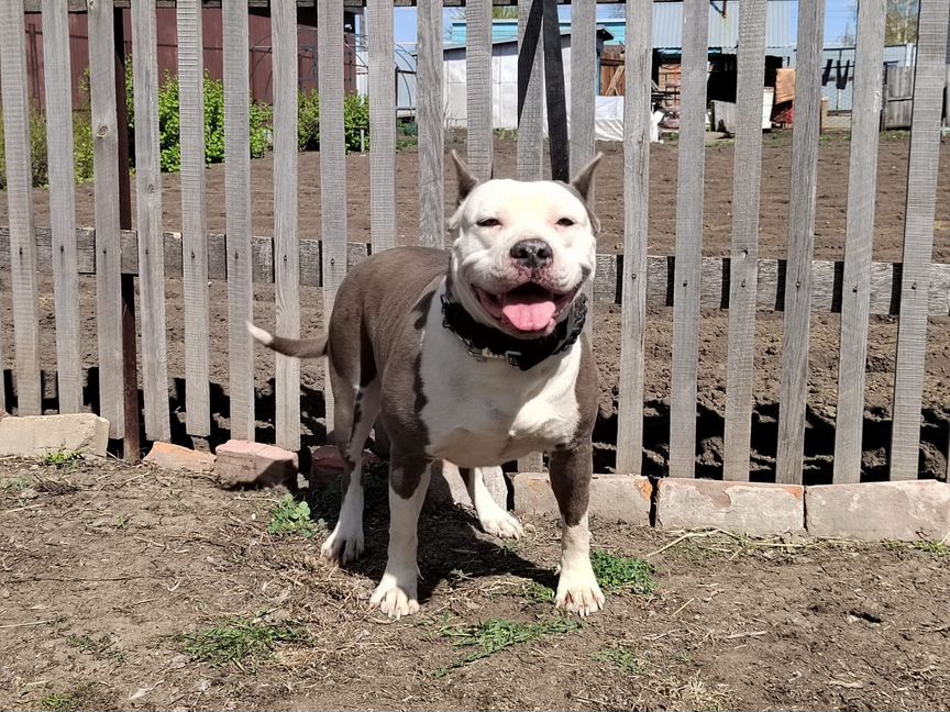 Американский стаффордширский терьер