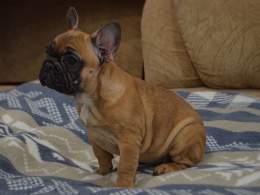 Девочка французик