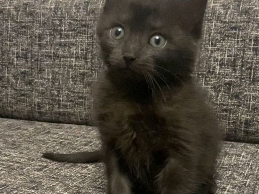 Игривая Черничка ищет своих родителей