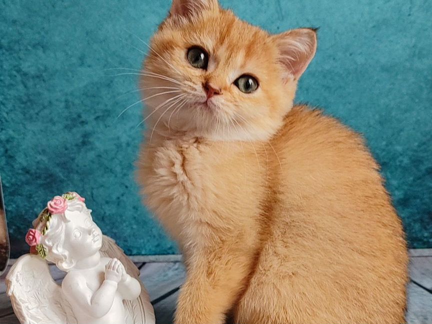 Кошка ny11 золотая шиншилла