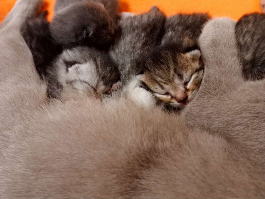 Британские котята