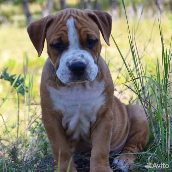 Высокопородные щенки стаффа, питомник