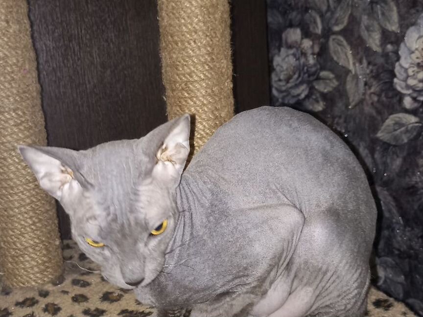 Канадский сфинкс кошка