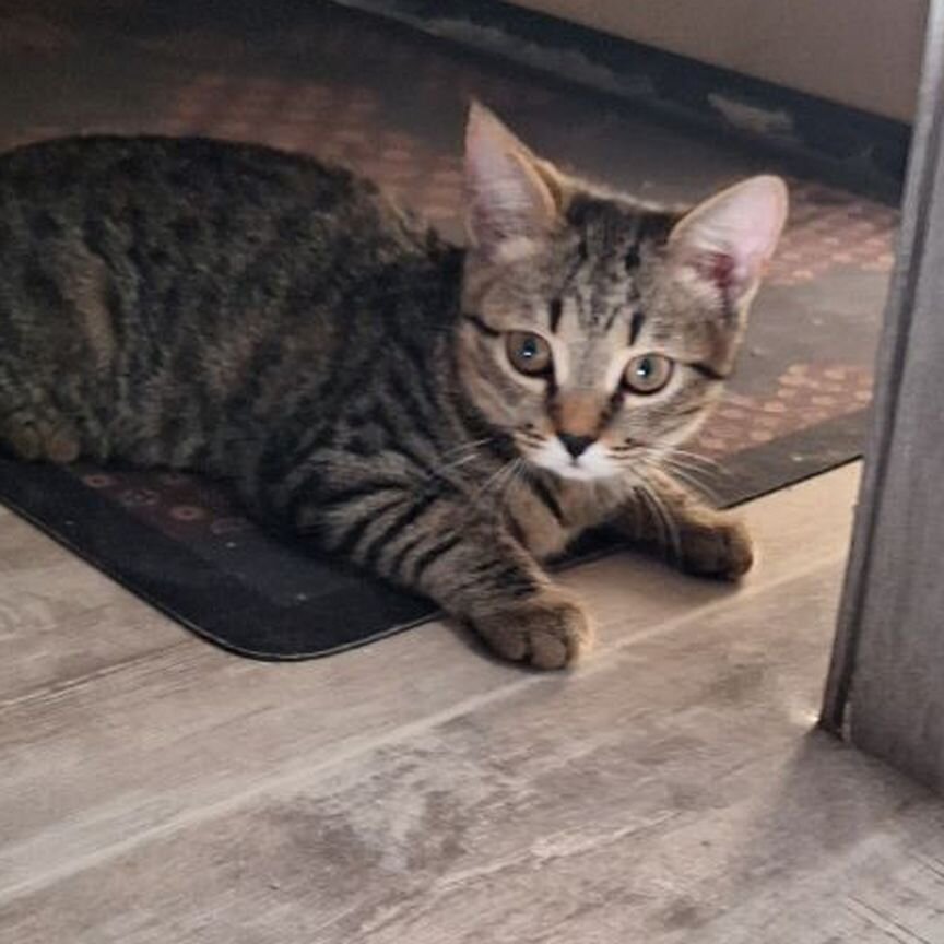 Котенок в добрые руки