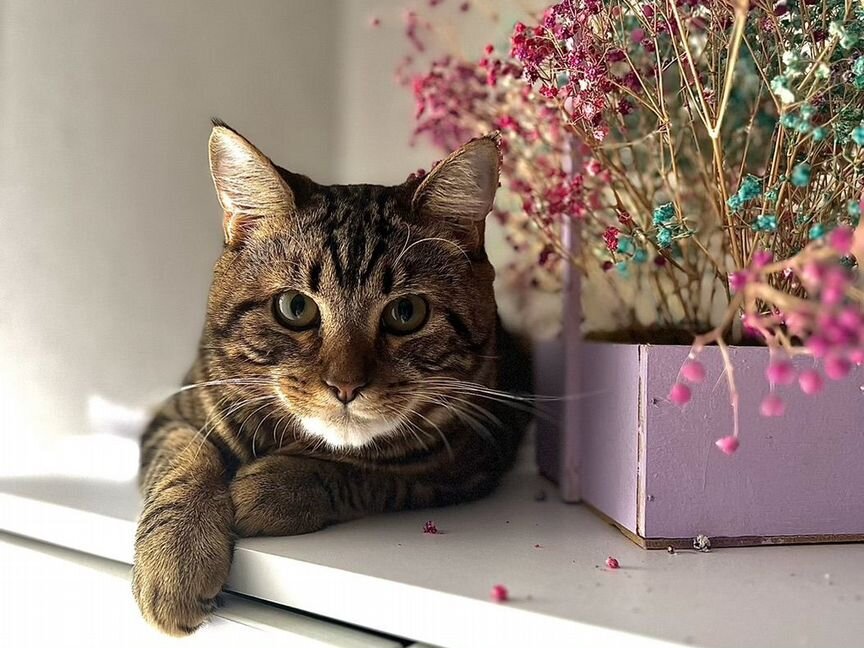 Шотландский кот