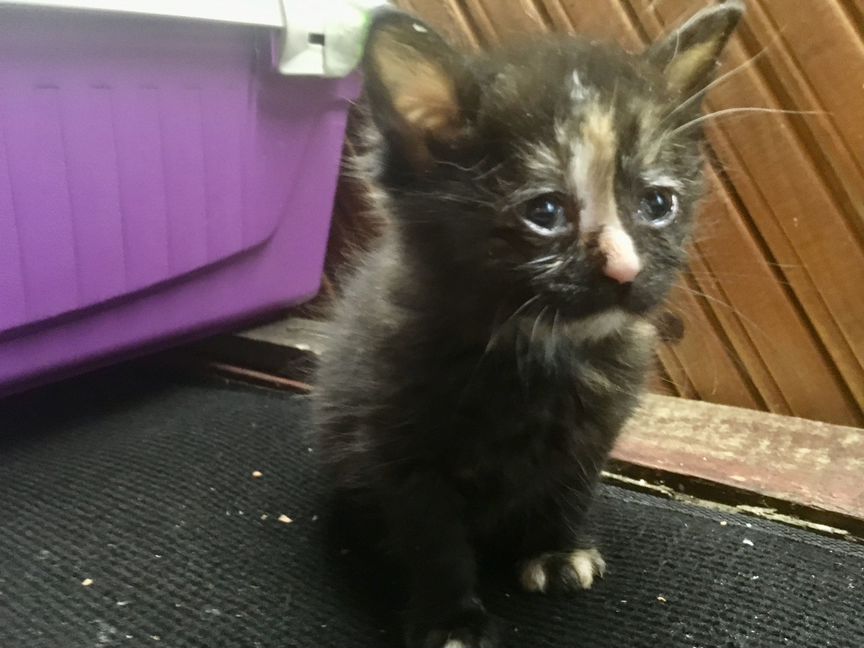 Котёнок кошечка удивительного окраса