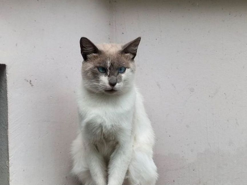 Тайский котик в добрые руки