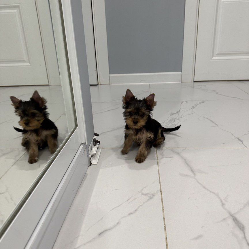 Йоркширский терьер девочка