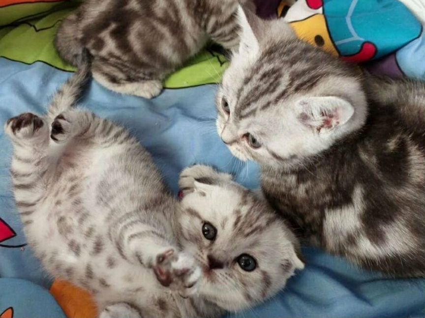 Шотландские котята