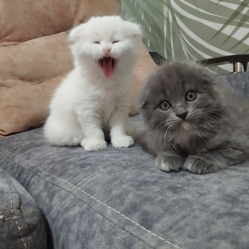 Шотландские котята