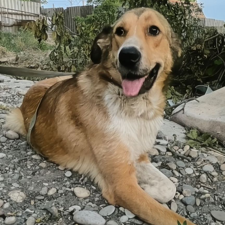 Взрослая собака в добрые руки