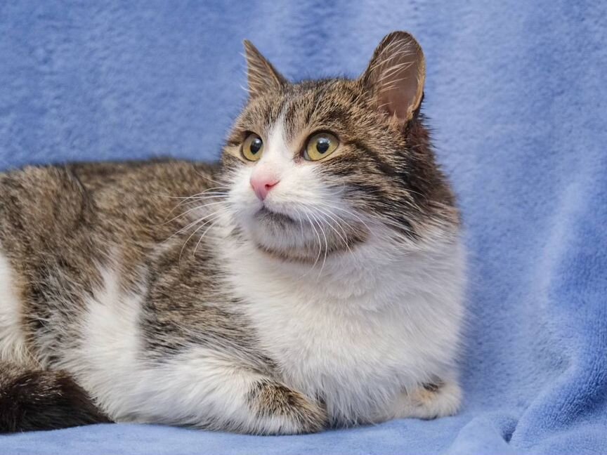 Кошка Джулия ищет дом