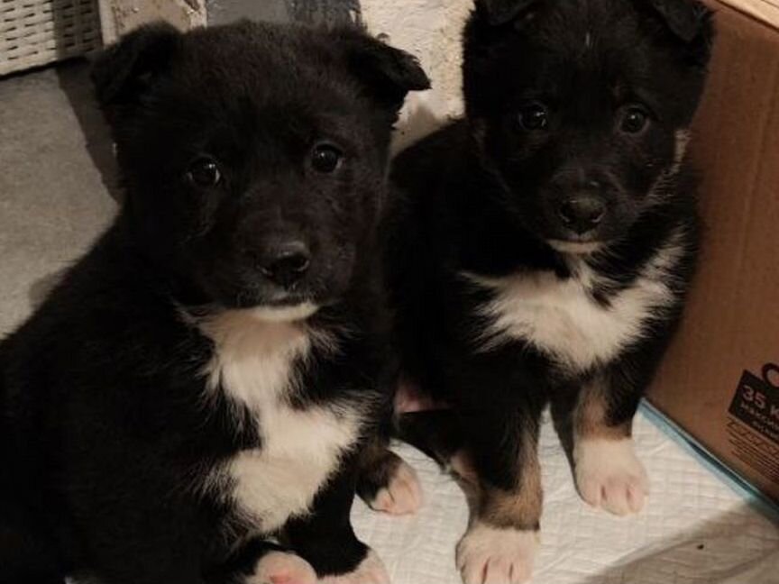 Щенки ищут дом или передержку