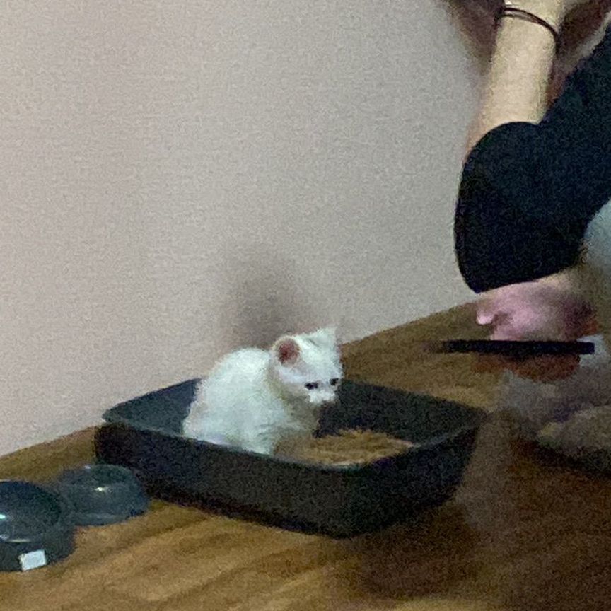 Котенок в добрые руки