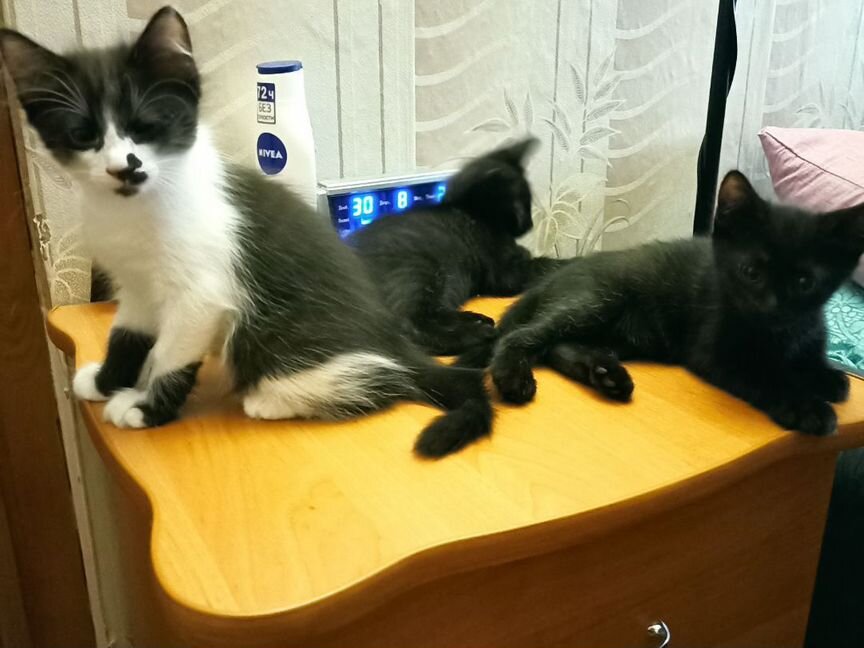 Котята в добрые руки бесплатно