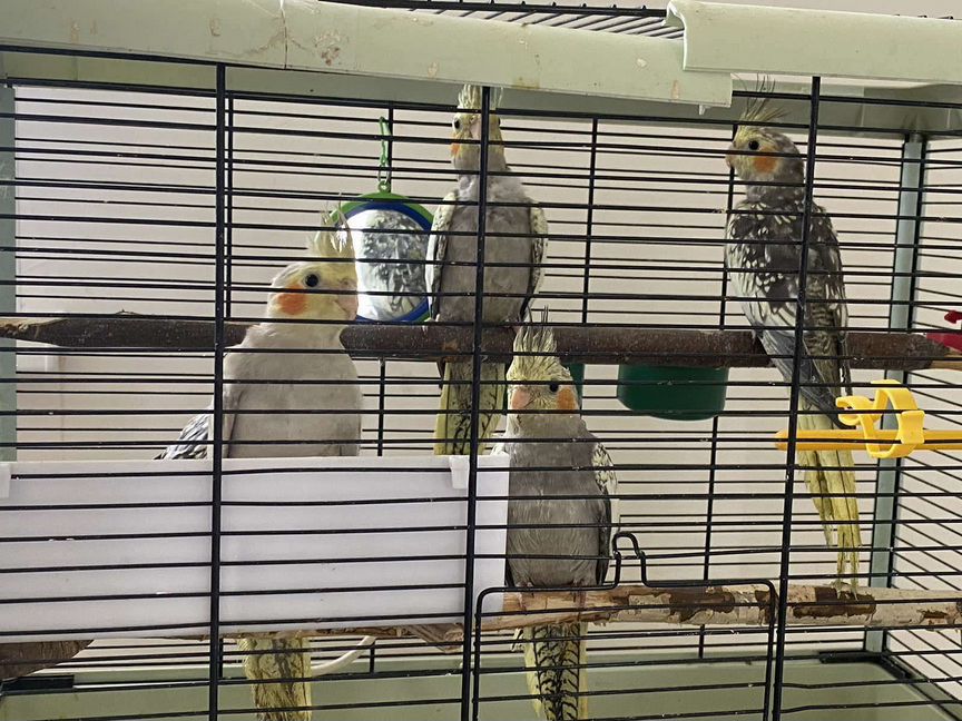 Попугайчики кареллы