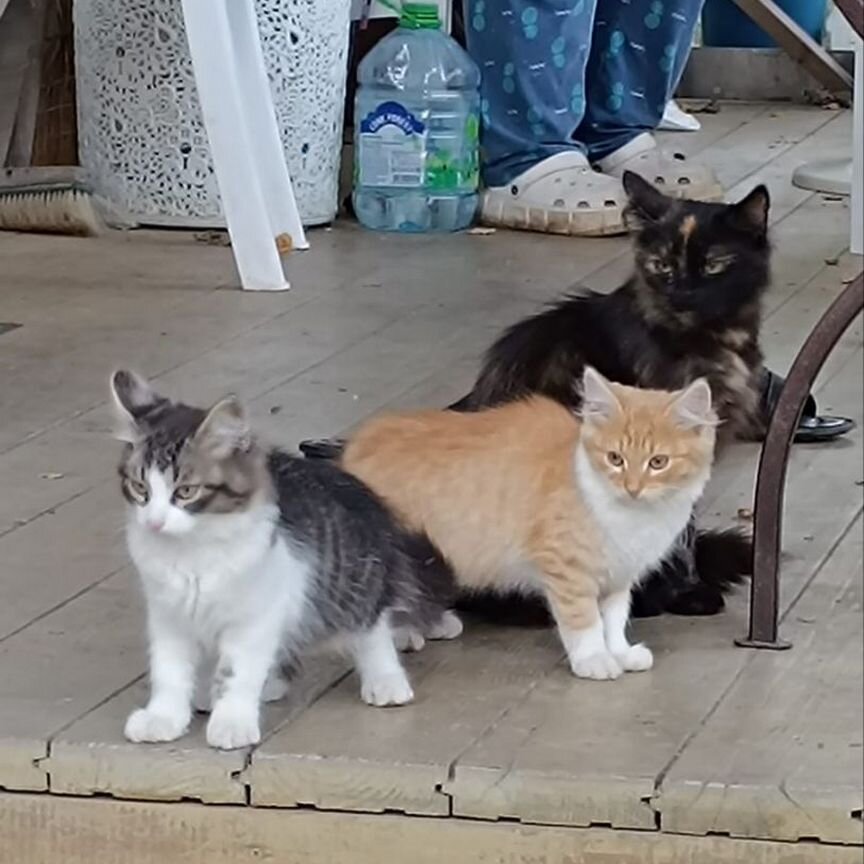 Котята в добрые руки