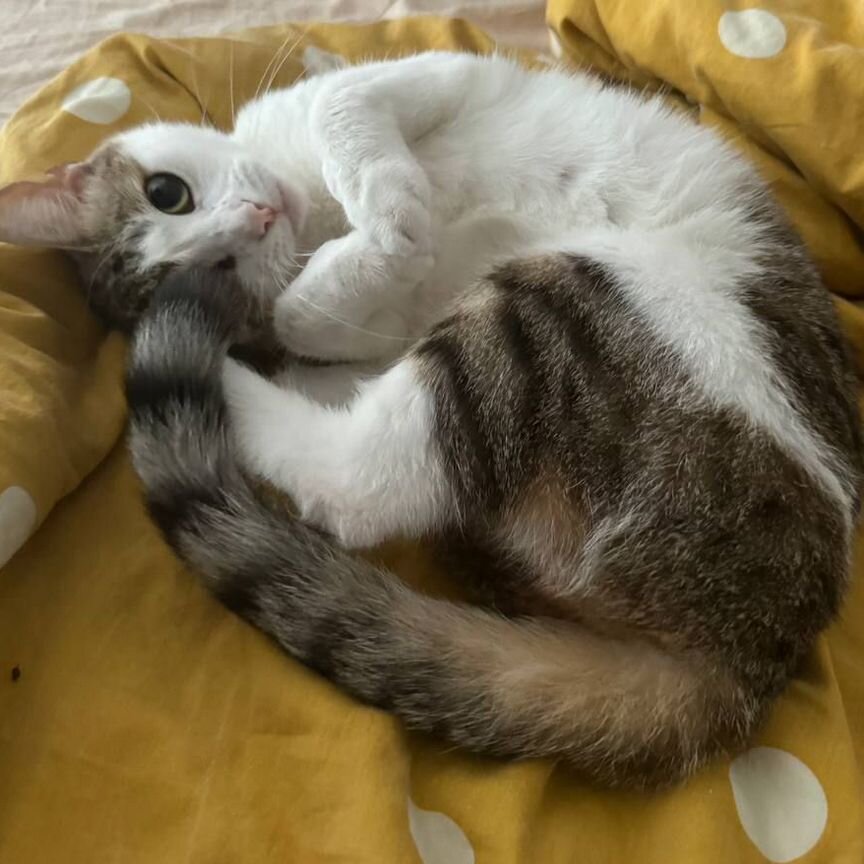 Кошка в добрые руки