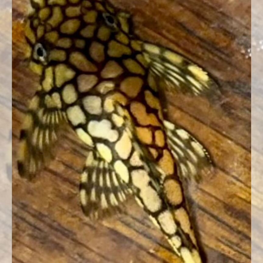 Анциструс "медовые соты" (wabenmuster)