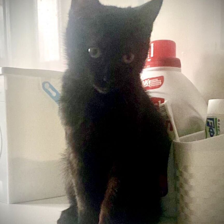 Котик 4 мес