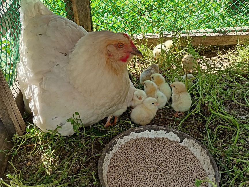 Курица наседка и 7 цыплят