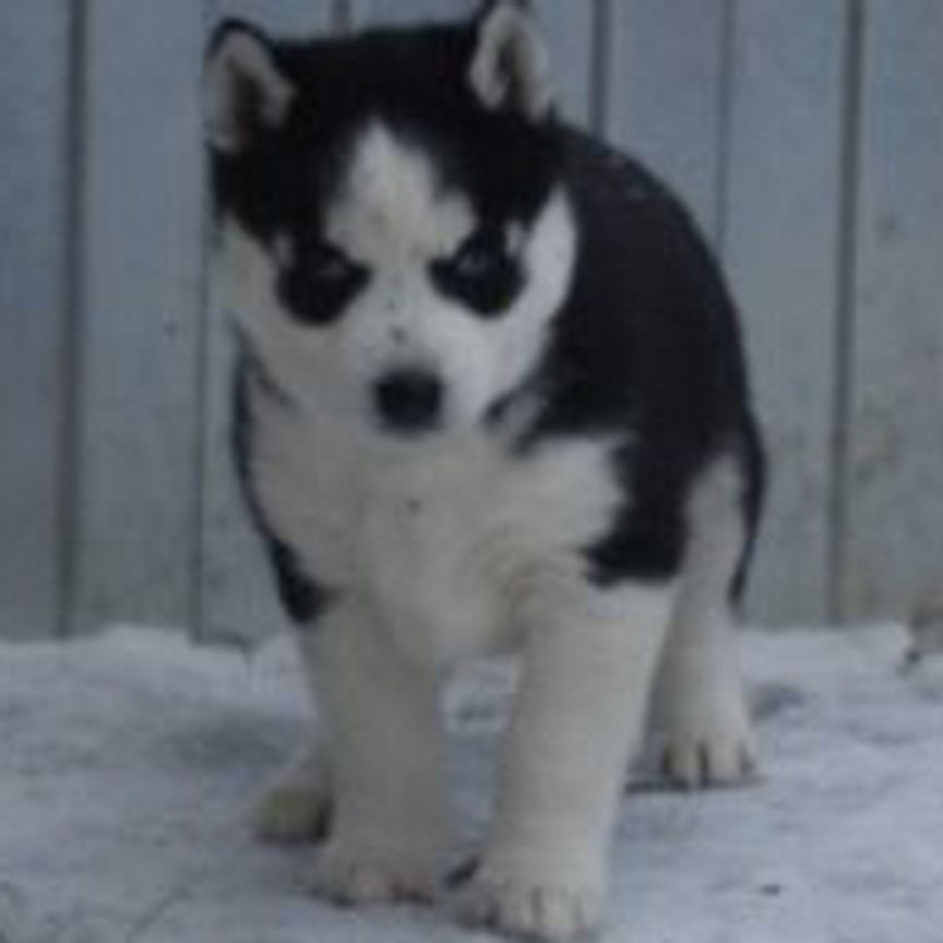 Чудесные малыши хаски