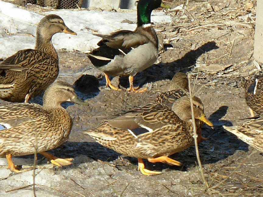 Подсадные утки и селезни