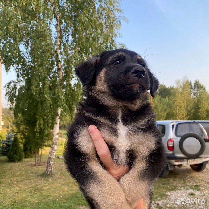 Щенки бутусы в добрые руки дар бесплатно