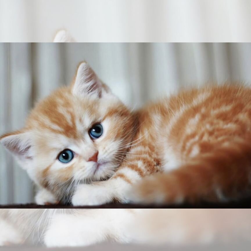 Британский короткошёрстный котёнок