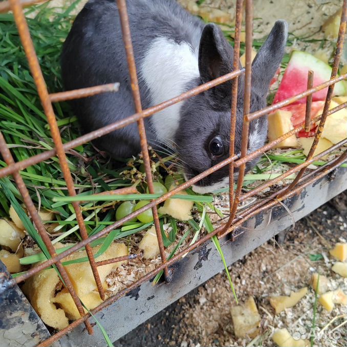 Декоративные кролики