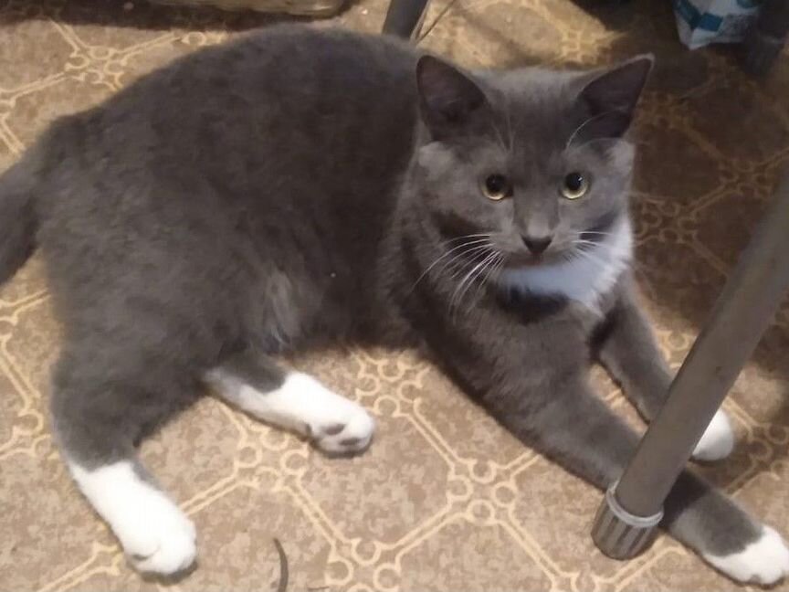 Дымчатая кошка